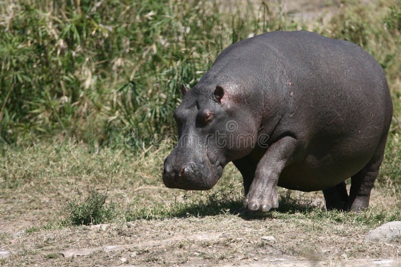 Ippopotamo enorme immagine stock. Immagine di enorme - 10196707