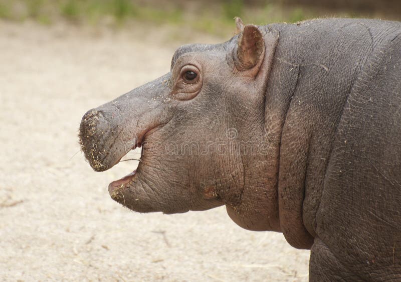 Ippopotamo felice fotografia stock. Immagine di mangrovia - 26830952