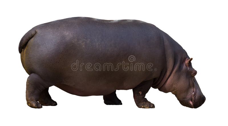 Ippopotamo maschio fotografia stock. Immagine di taglio - 59262456