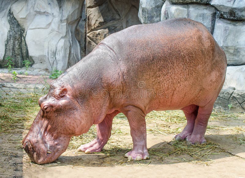 Ippopotamo rosa in zoo immagine stock. Immagine di voluminoso - 41205029
