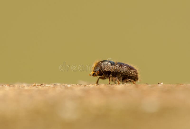 Ips typographus stock image. Image of coleoptera, entomology - 30799757