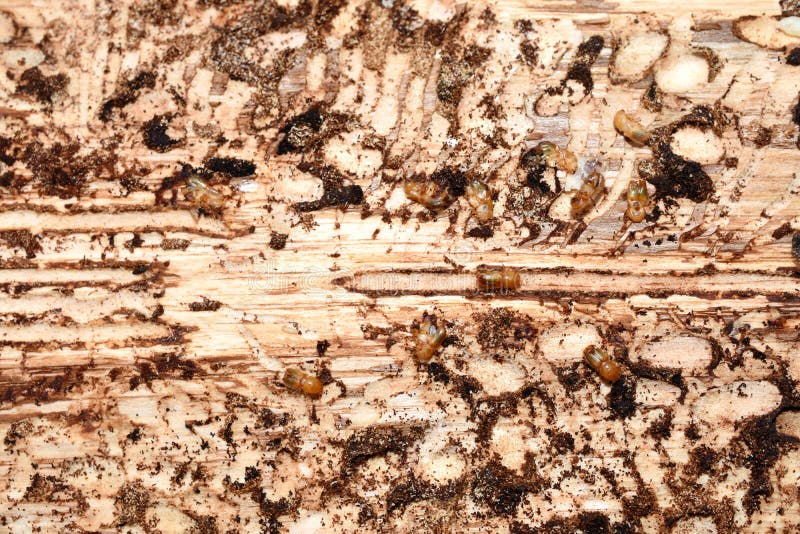 Ips Typographus Under the Bark of a Spruce Tree Stock Photo - Image of ...