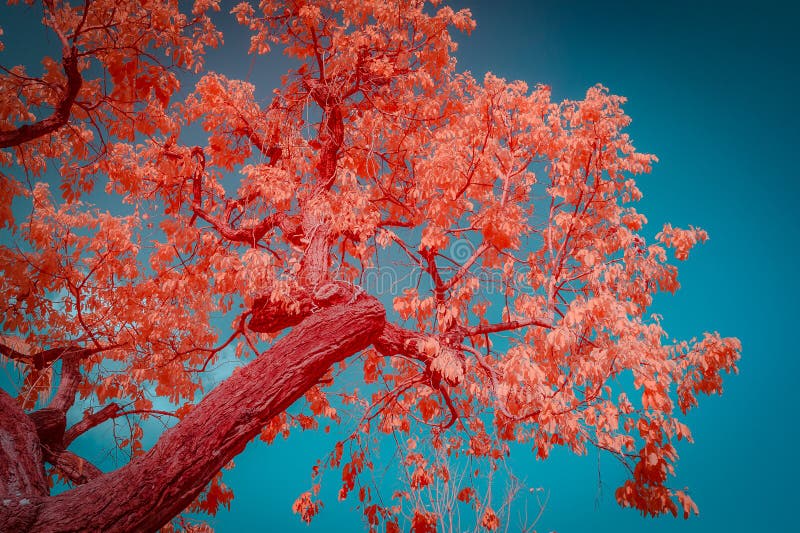 Infrered Photography, a Tree with Vibrant, Reddish Foliage Against a ...