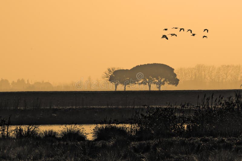 Ir volando imagen de archivo. Imagen de aves, migratorio - 4499893