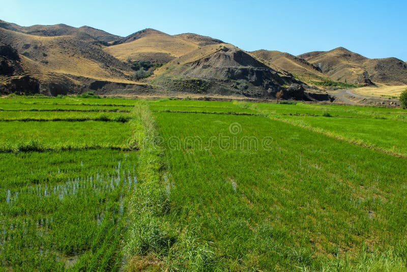 Mountains in Iran with a Forest and Rice Field in a Rural Area Stock ...