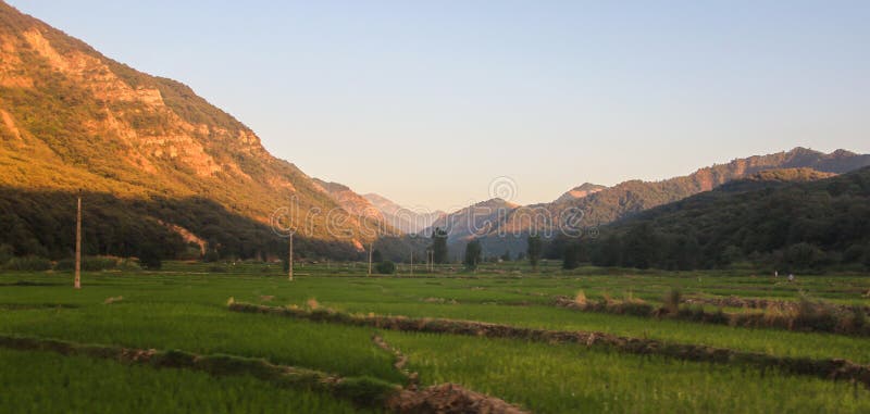 Rice Field in Iran with Mountains and a Valley in the Background at ...