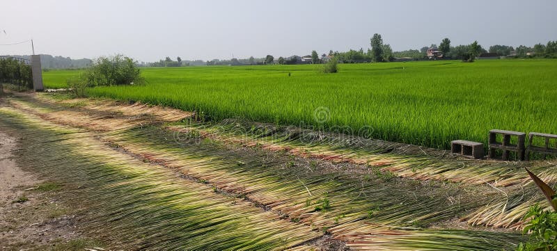 Iran Gilan Khomam Rice Farm Stock Image - Image of iran, khomam: 275084853