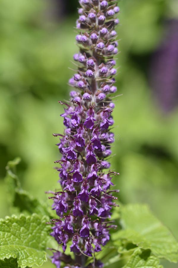 Iranian germander stock image. Image of green, hircanicum - 231985197