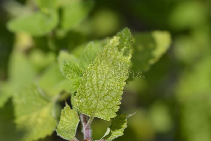 Iranian germander stock image. Image of green, hircanicum - 231985197
