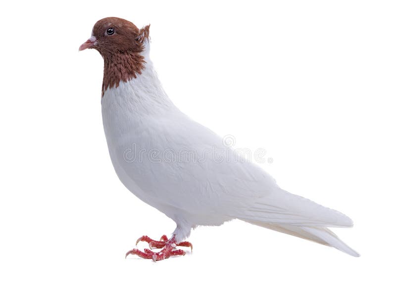 Two Doves Carrying Red Envelope Isolated on White Stock Photo - Image ...