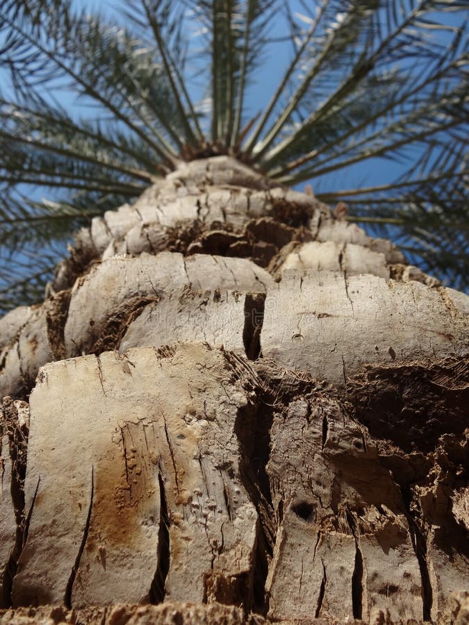 850 Palm Tree Top Down Stock Photos - Free & Royalty-Free Stock Photos ...