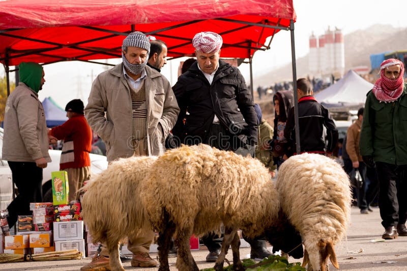 Iraqi Sheep Seller editorial stock photo. Image of wasit - 85390453