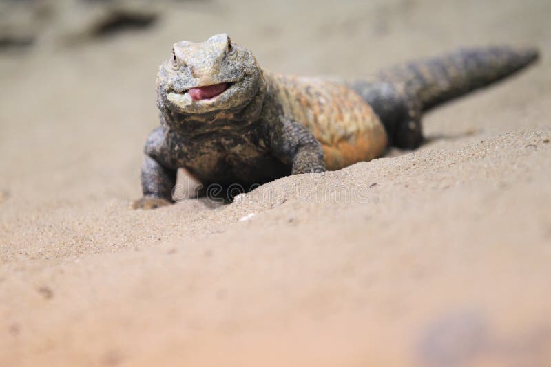 Spiny-tailed Lizard (Uromastyx Acanthinurus) Stock Photo - Image of ...