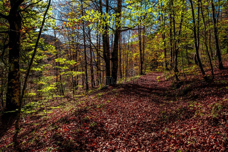 The Irati Forest, in the Pyrenees Mountains of Navarra, in Spain, a ...