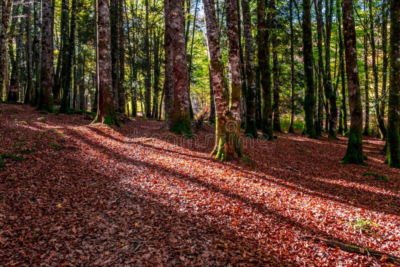 The Irati Forest, in the Pyrenees Mountains of Navarra, in Spain, a ...