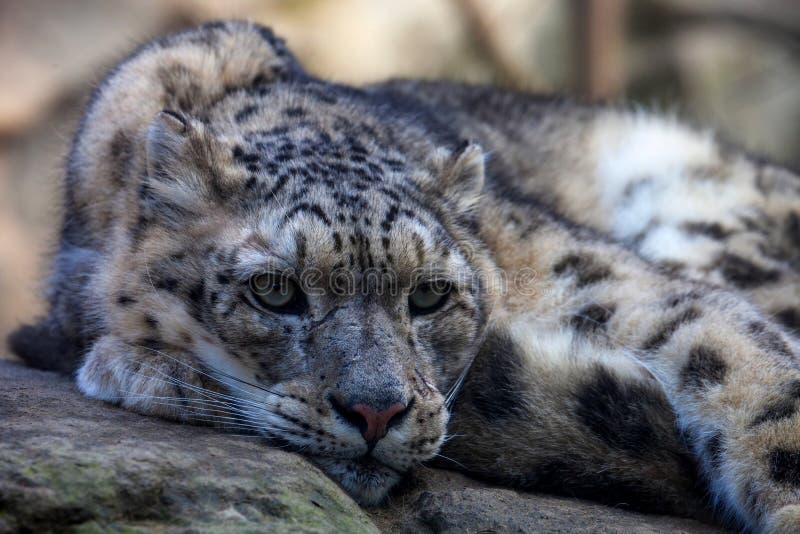 Irbis rare mountain cat stock image. Image of lying, snow - 50928627