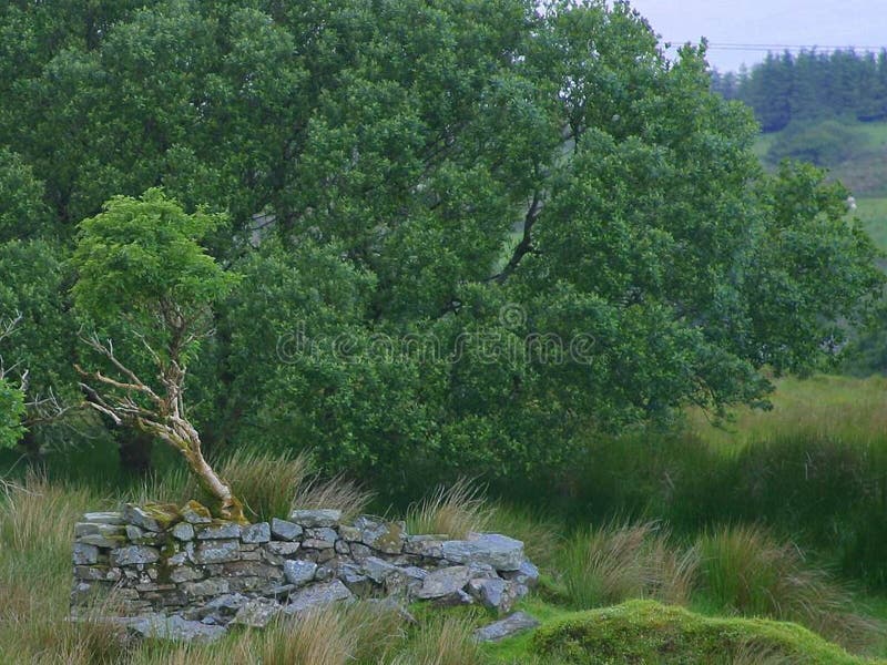 Ireland 44 Picture. Image: 91779921