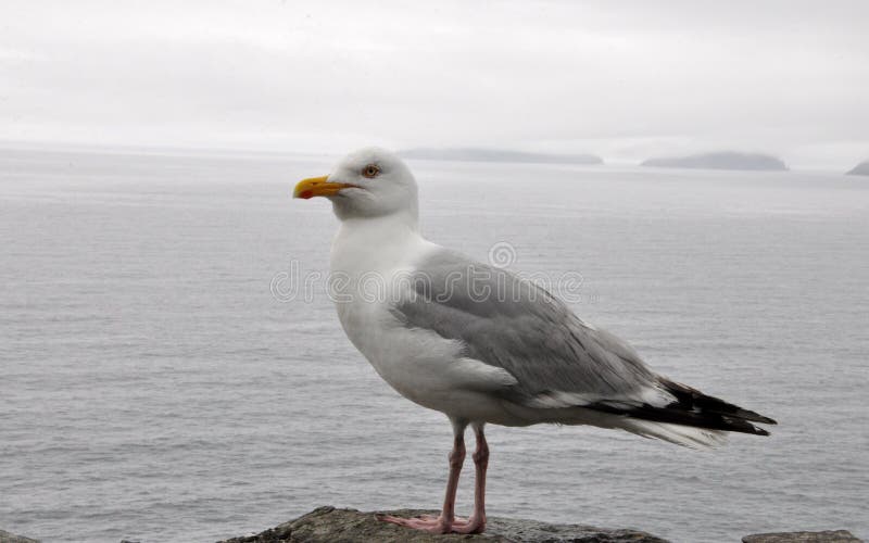 Ireland, Dingle Peninsula, Seagull Stock Image - Image of castle, inch ...