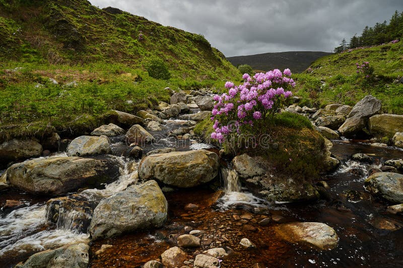 Ireland Highland River, Waterfall, Tree Stock Photo - Image of travel ...