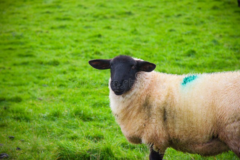 Ireland Sheep stock image. Image of sheep, animal, grass - 40151163