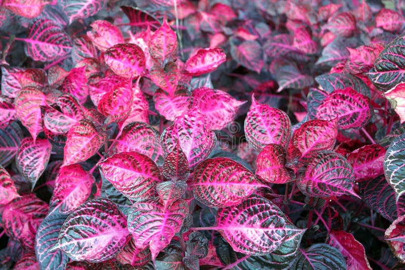 Iresine (bloodleaf) stock photo. Image of leaves, natural - 78423604