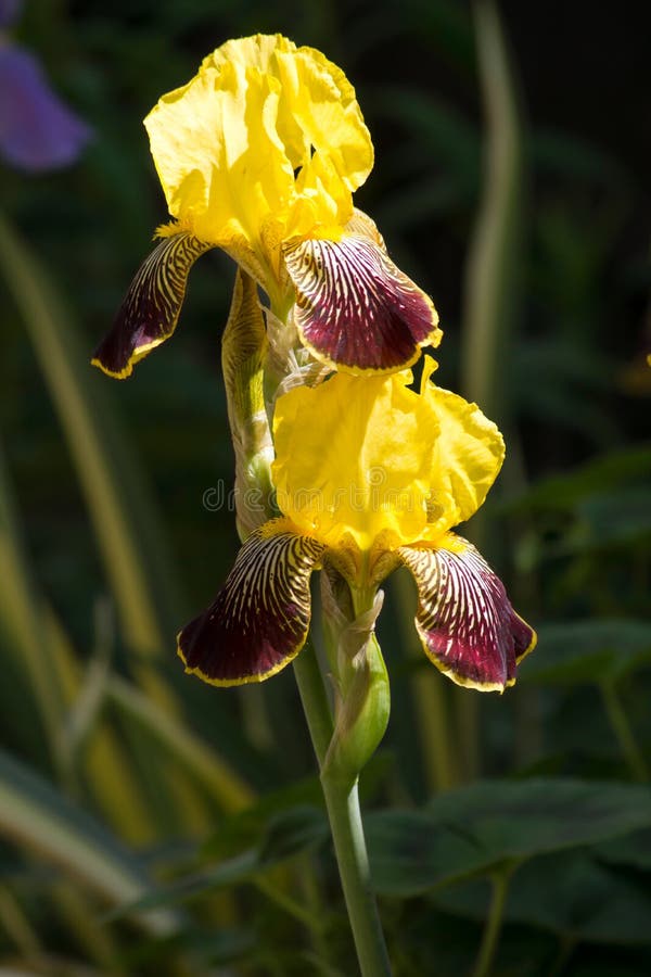 Yellowflower Del Amarillo De La Flor Del Iridaceae Del Iris ...