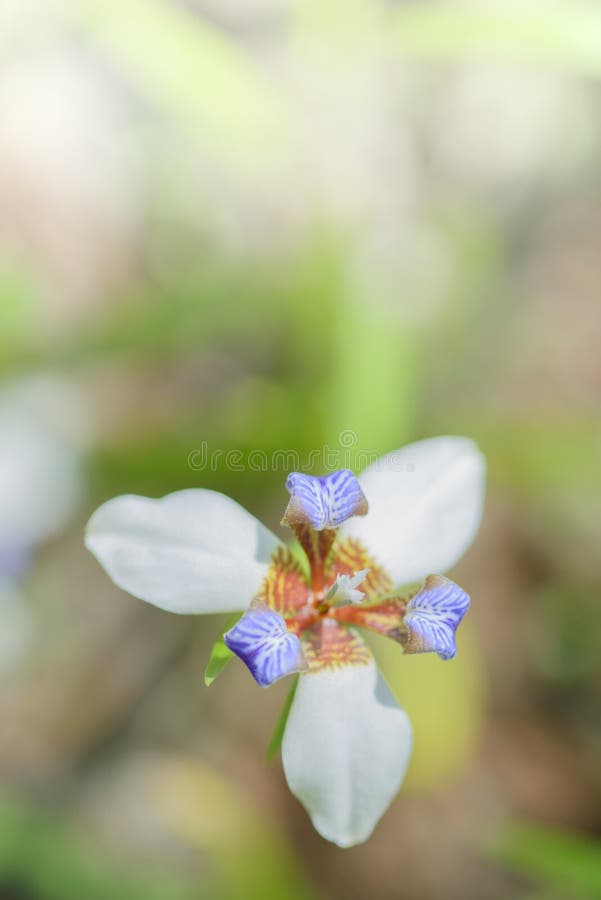 Iridaceae flower stock image. Image of blooming, blossoming - 54132109