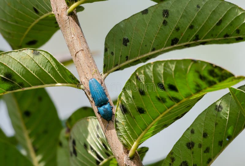 Iridescent Blue Beetle Crawling on a Branch with Leaves Stock Image ...