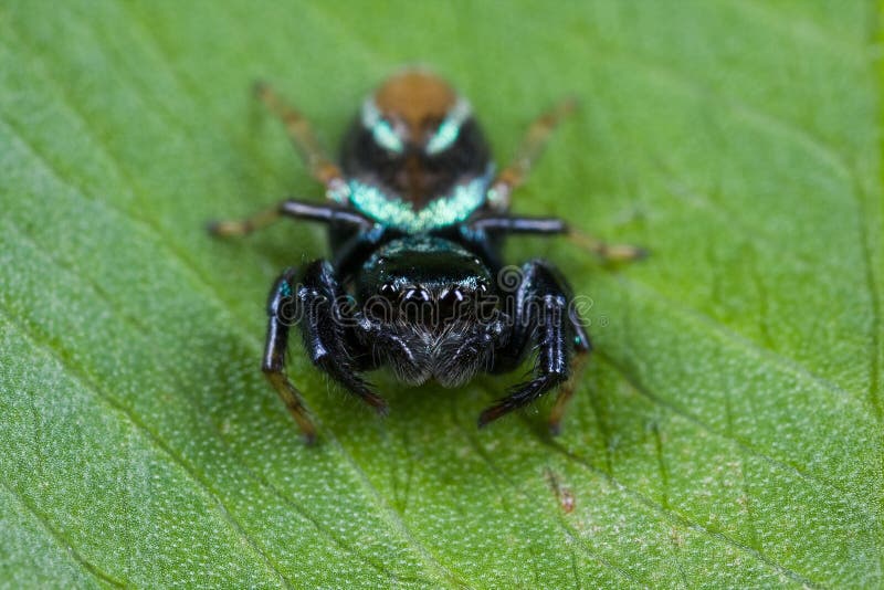 An Iridescent Blue Jumping Spider Stock Photo - Image of spider, plant ...