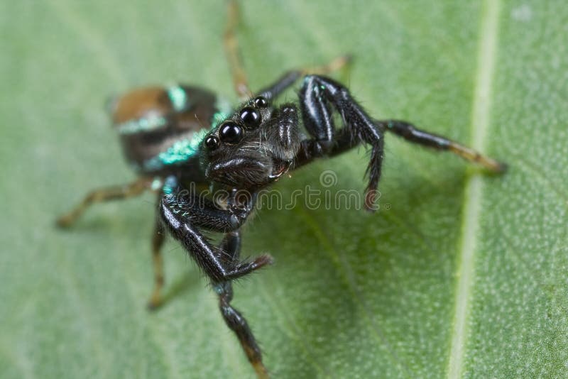 An Iridescent Blue Jumping Spider Stock Image - Image of bluish, nature ...