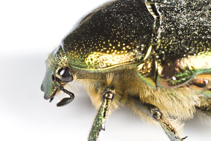 Iridescent Bug in Close Up from Side Stock Photo - Image of antenna ...