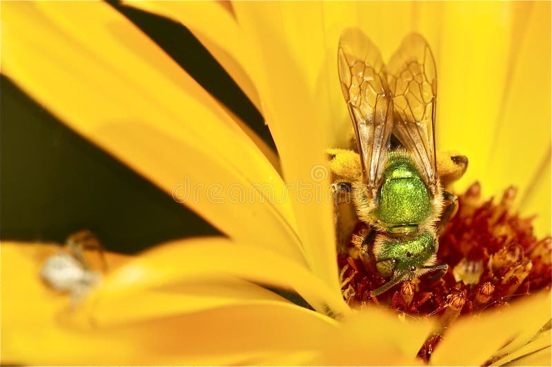 Iridescent Green Bee on Yellow Flower Stock Photo - Image of away ...