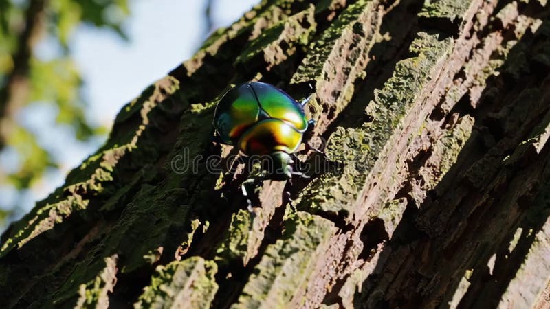 Iridescent Green Beetle Crawling on Tree Bark Stock Video - Video of ...
