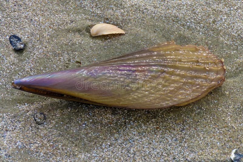 Iridescent Clam Stock Photos - Free & Royalty-Free Stock Photos from ...