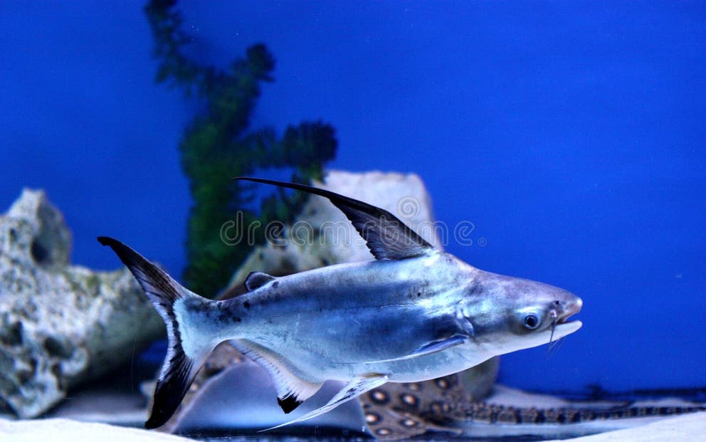 Iridescent shark stock photo. Image of pangasius, iridescent - 8664994