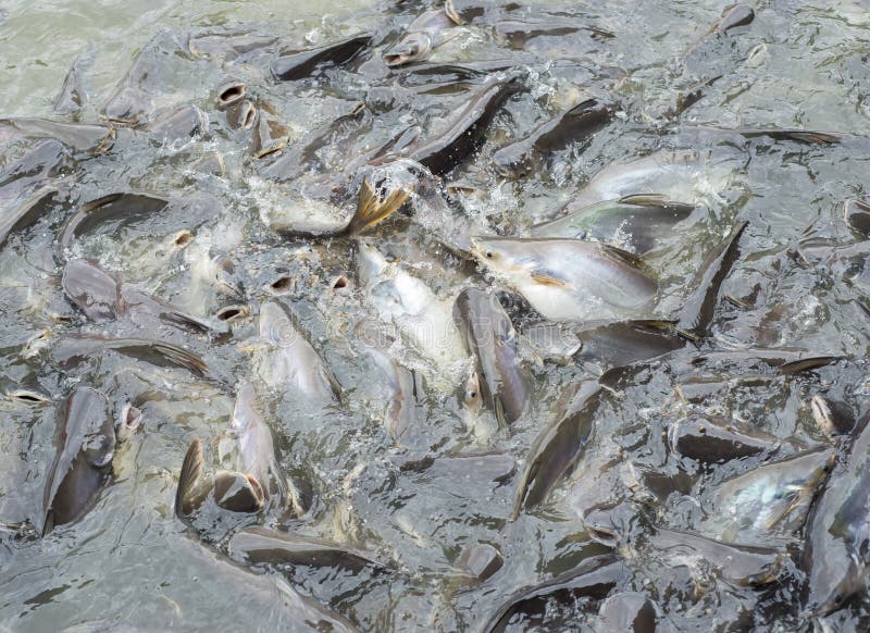 Iridescent shark in farm. stock photo. Image of splash - 43808084