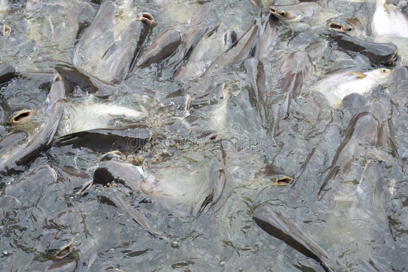 Iridescent shark in farm. stock image. Image of mouth - 43808283