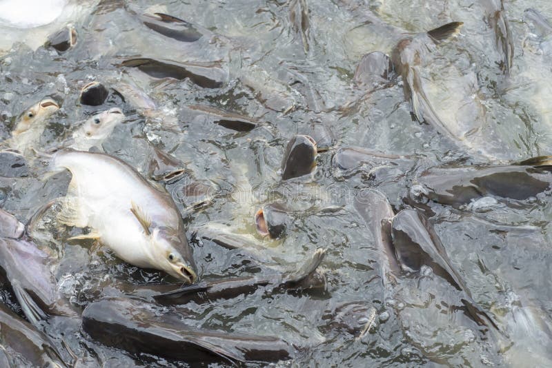 Iridescent shark in farm. stock image. Image of disorder - 43808587