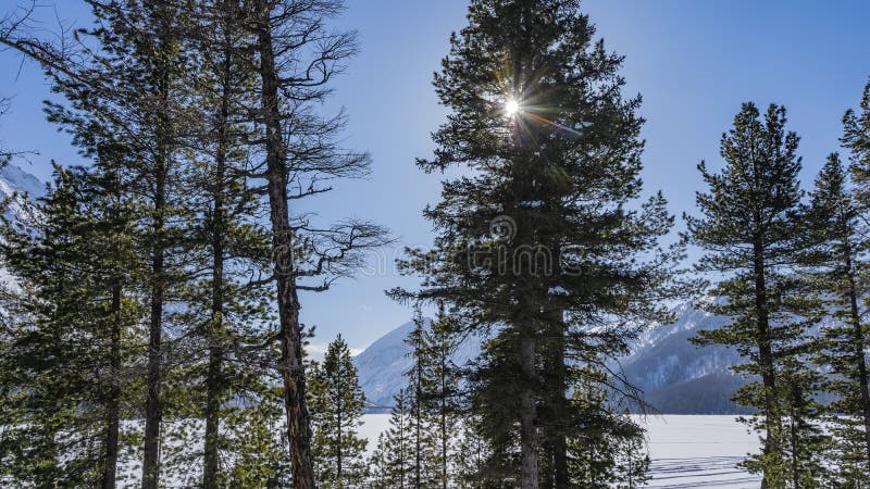 Iridescent Sun Rays Shine through the Branches of Coniferous Trees ...