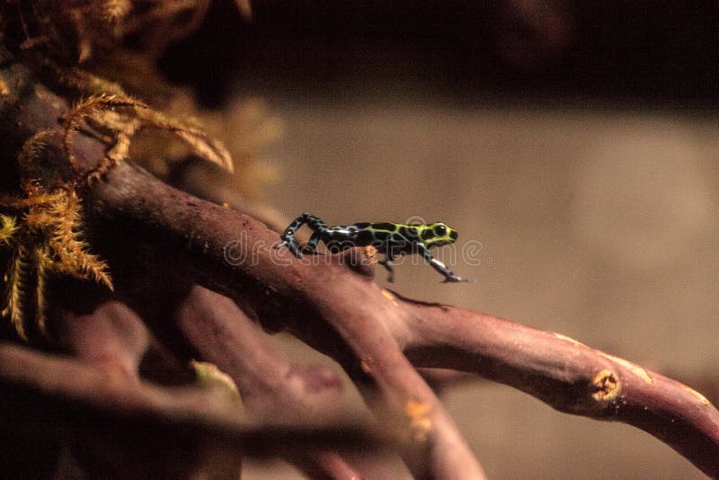 Iridescent Variable Poison Dart Frog Ranitomeya Variabilis Stock Image ...