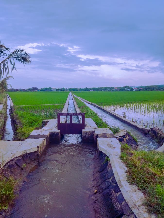 Irigasi plant stock photo. Image of waterway, agriculture - 267825326
