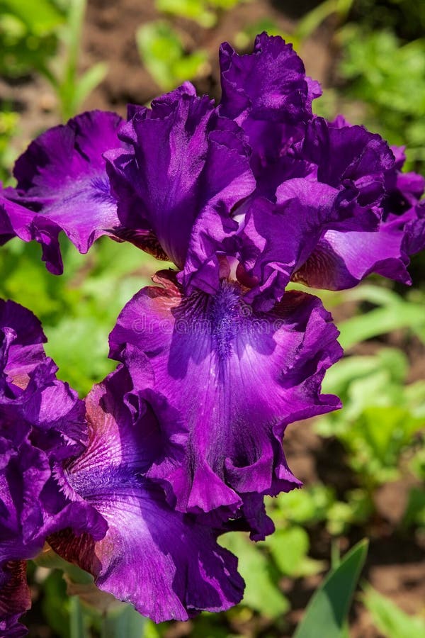 Iris foto de archivo. Imagen de detalle, color, hoja - 103263558