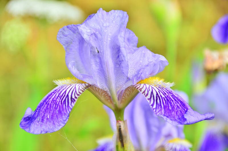 Iris stock photo. Image of outdoor, blue, iris, closeup - 19896414