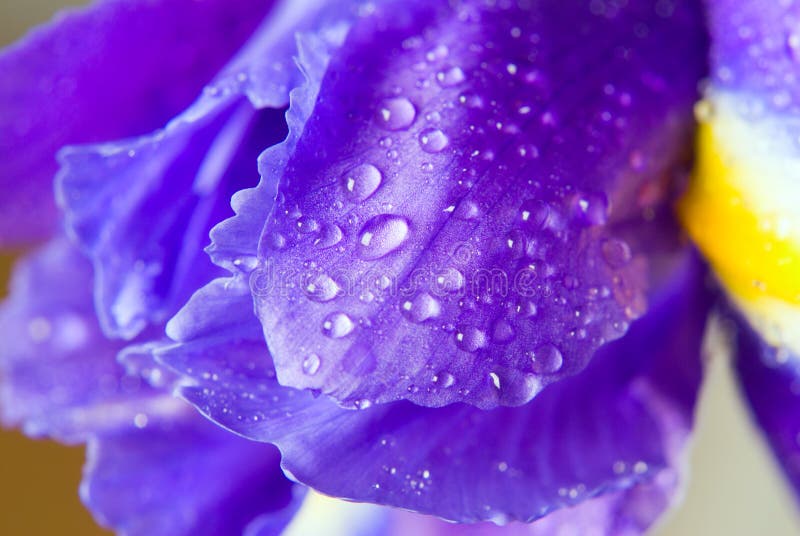 Iris stock image. Image of bouquet, flowers, freshness - 2100033