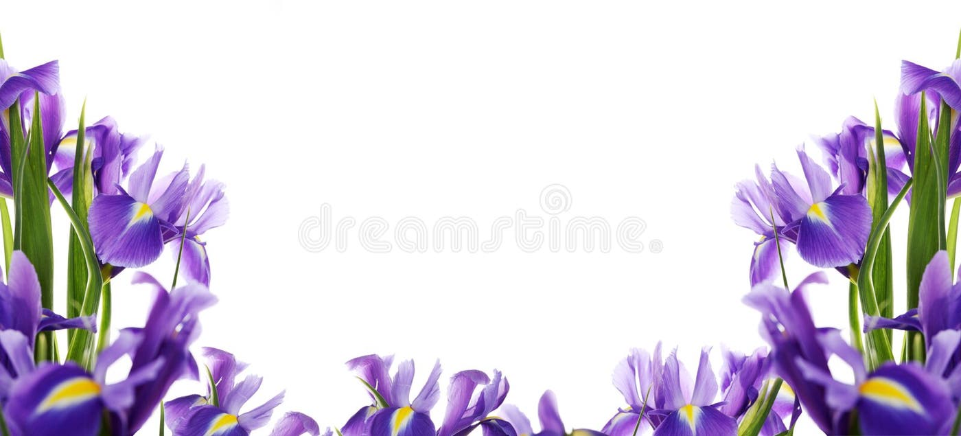 988 Purple Iris A4 Border Stock Photos - Free & Royalty-Free Stock ...
