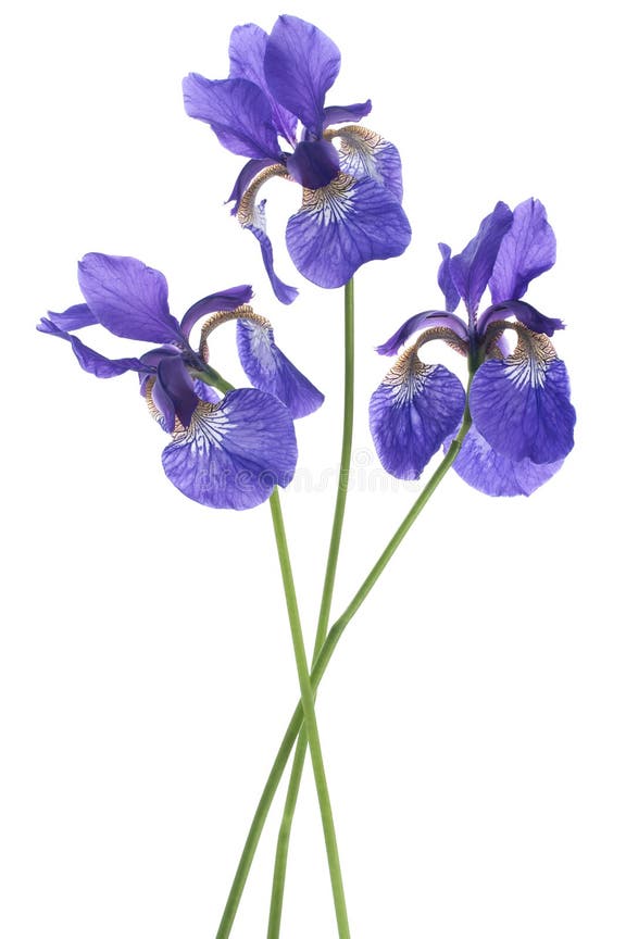 Iris stock photo. Image of deep, petal, objects, flower - 25015034
