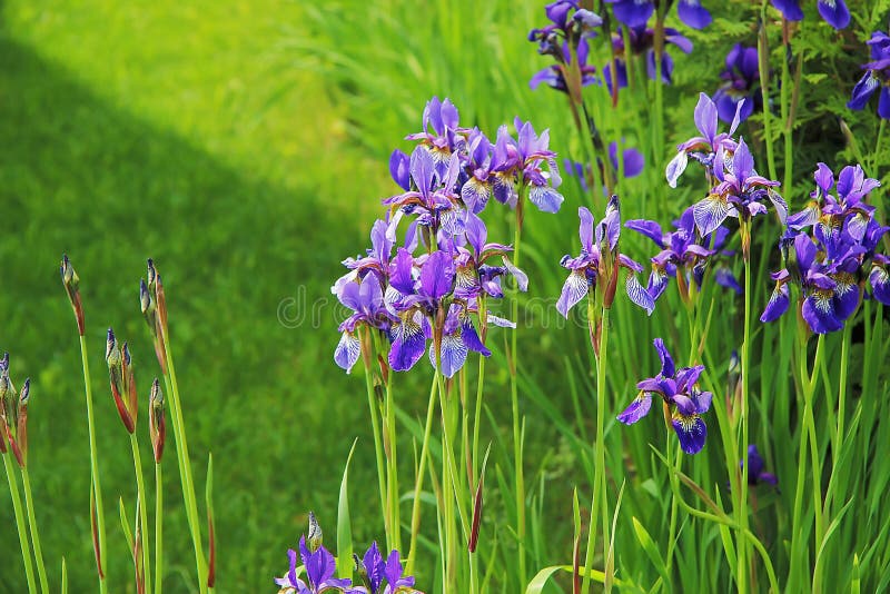 Iris arkivfoto. Bild av härlig, blommor, irises, iris - 32049772