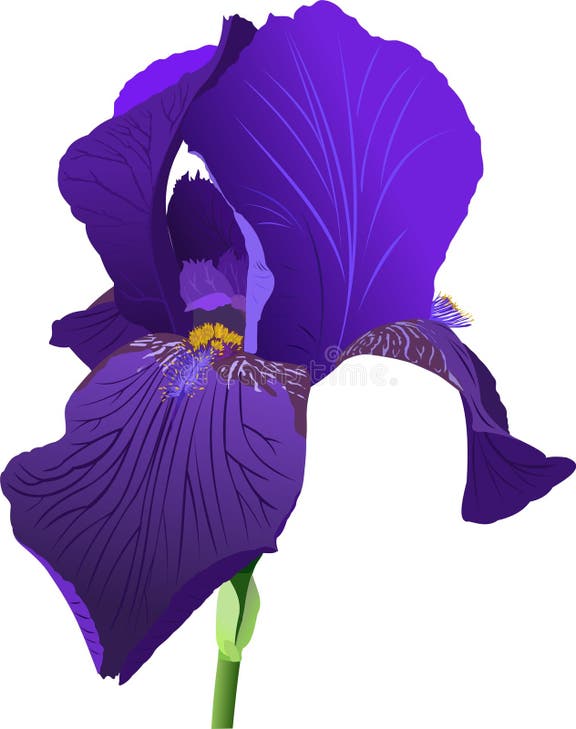 Iris Flower Drawings Stock Illustrations – 126 Iris Flower Drawings Stock Illustrations, Vectors ...