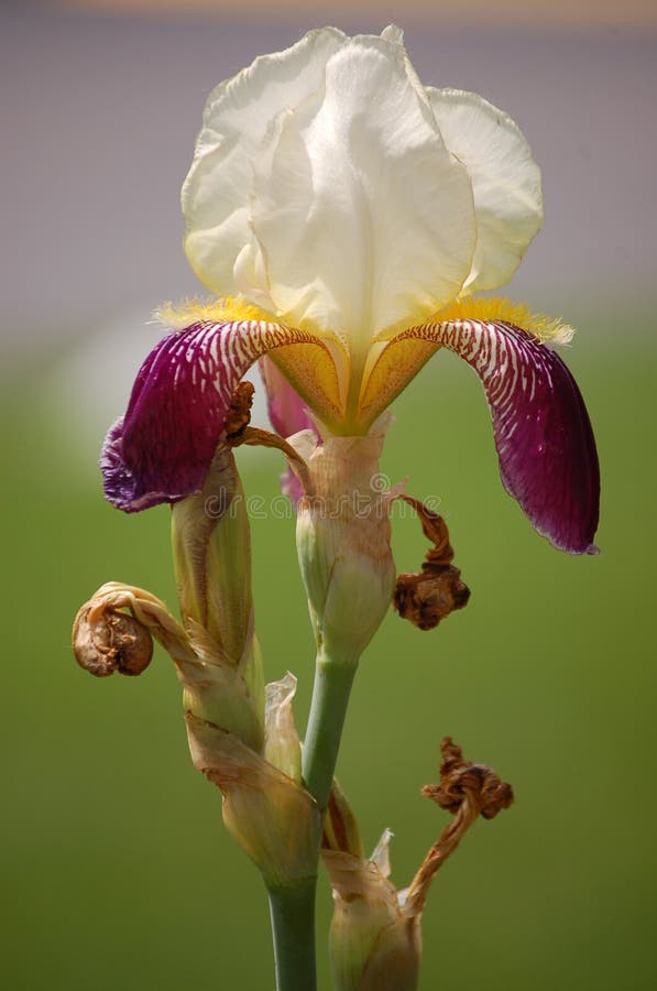 Iris stock photo. Image of iris, stem, science, midwest - 4189772