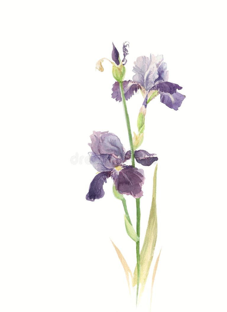 Iris Water Stock Illustrations – 3,695 Iris Water Stock Illustrations ...